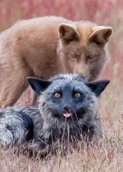 #120351 - safe, artist:flashlioness, canine, fox, mammal, red fox ...