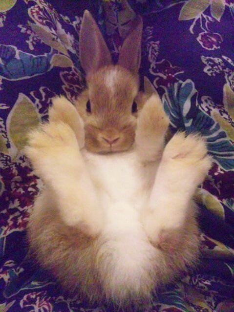 #672 - safe, artist:k_b__m, judy hopps (zootopia), nick wilde (zootopia ...